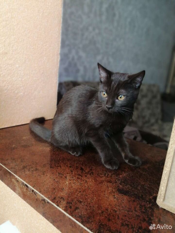 Кошка необычного шоколадного цвета
