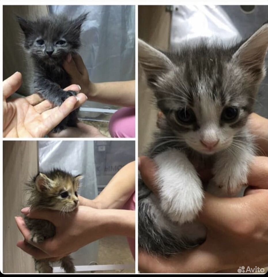 Спасённые котятки ищут заботливые руки