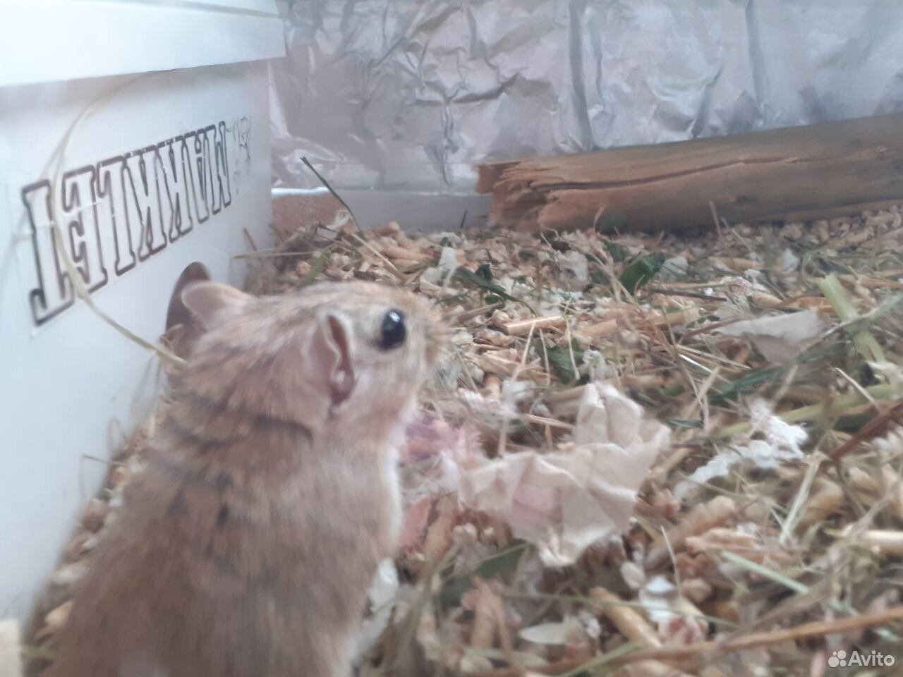 Песчанка