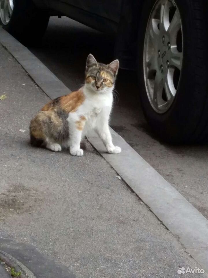 Котенок девочка