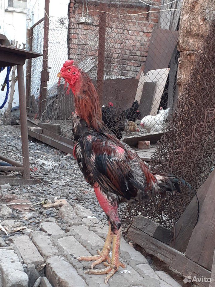 Продаю петухов миксы турок Корея