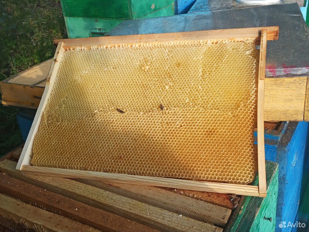 Рамки сушь, с вощиной для пчёл