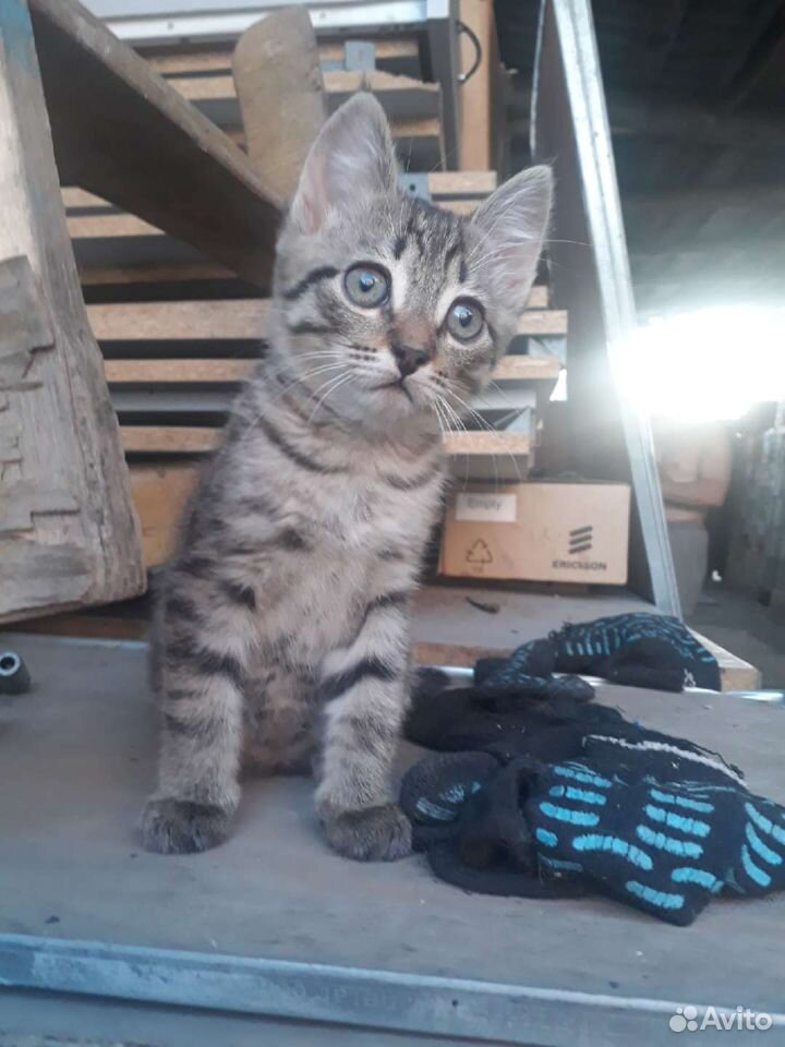 Маленький "усатик- полосатик" ищет любящих хозяев