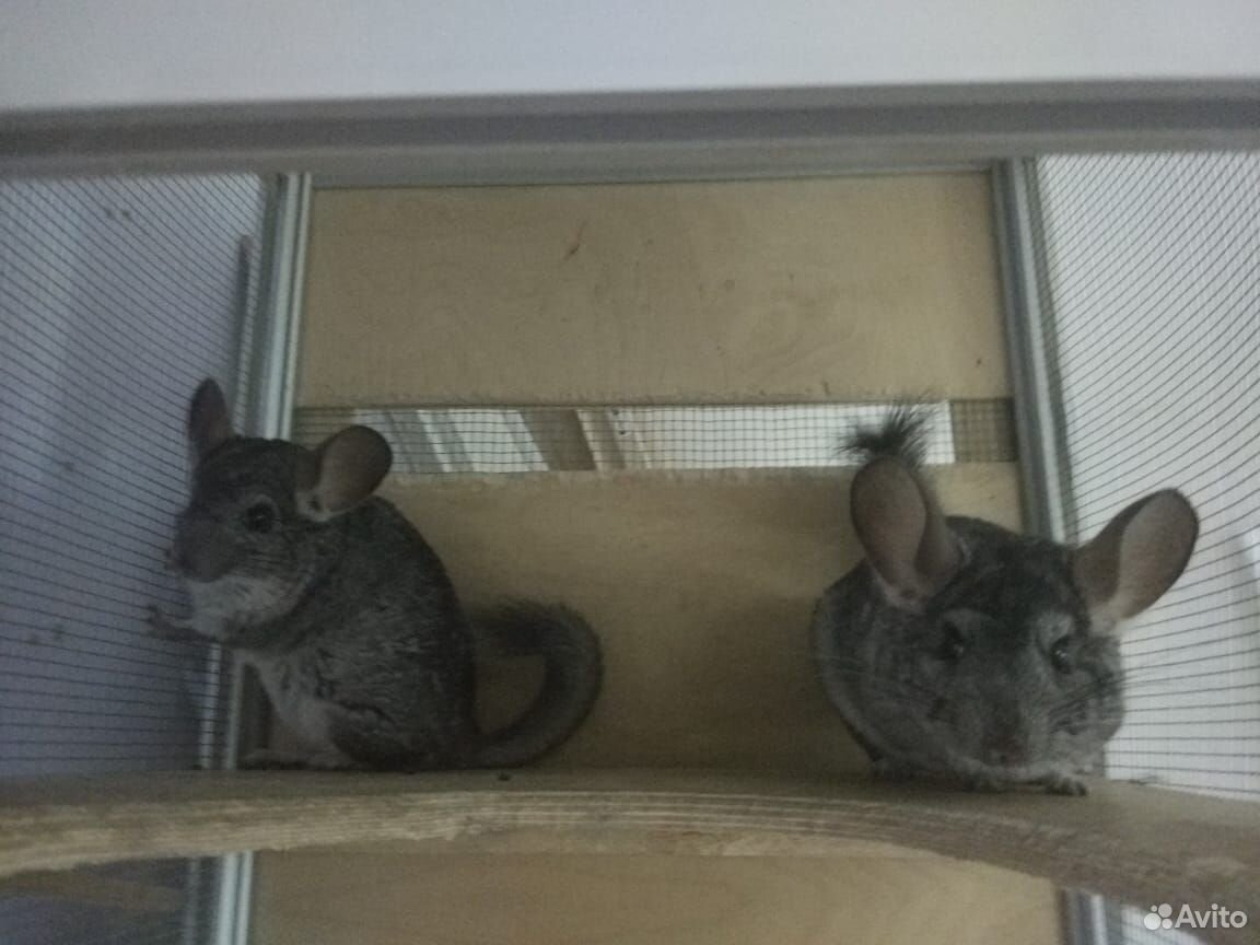 Шиншиллы с клеткой