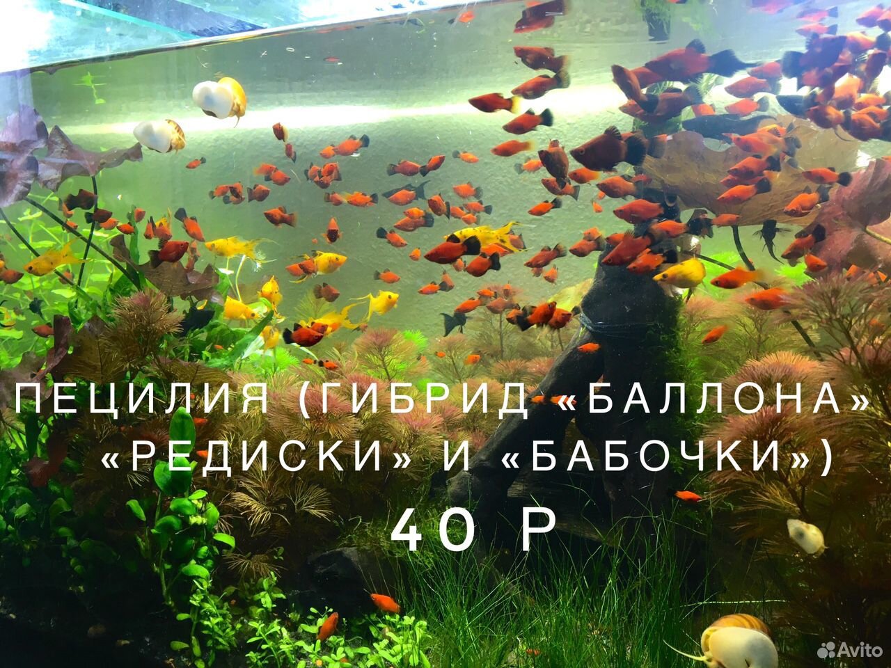 Аквариумные рыбки