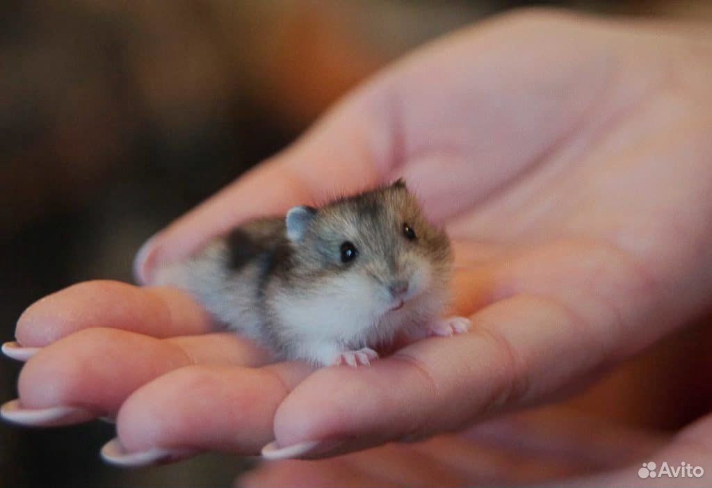 Джунгарский хомяк хомячок