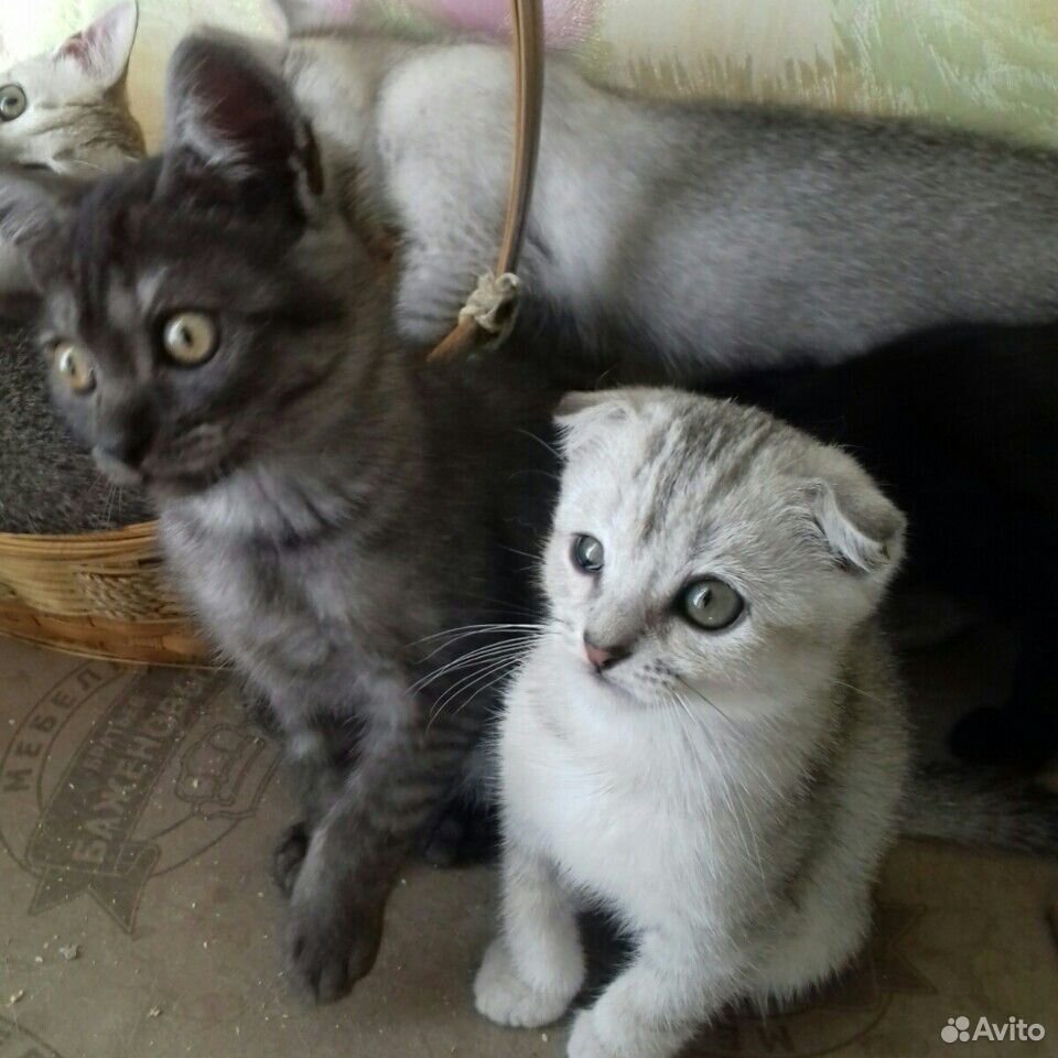 Скоттиш Страйт и Скоттиш Фолд