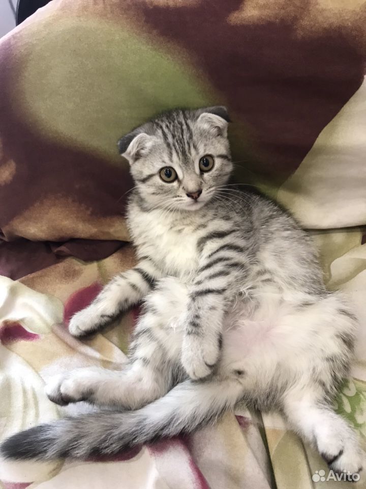 Веслоухая британка