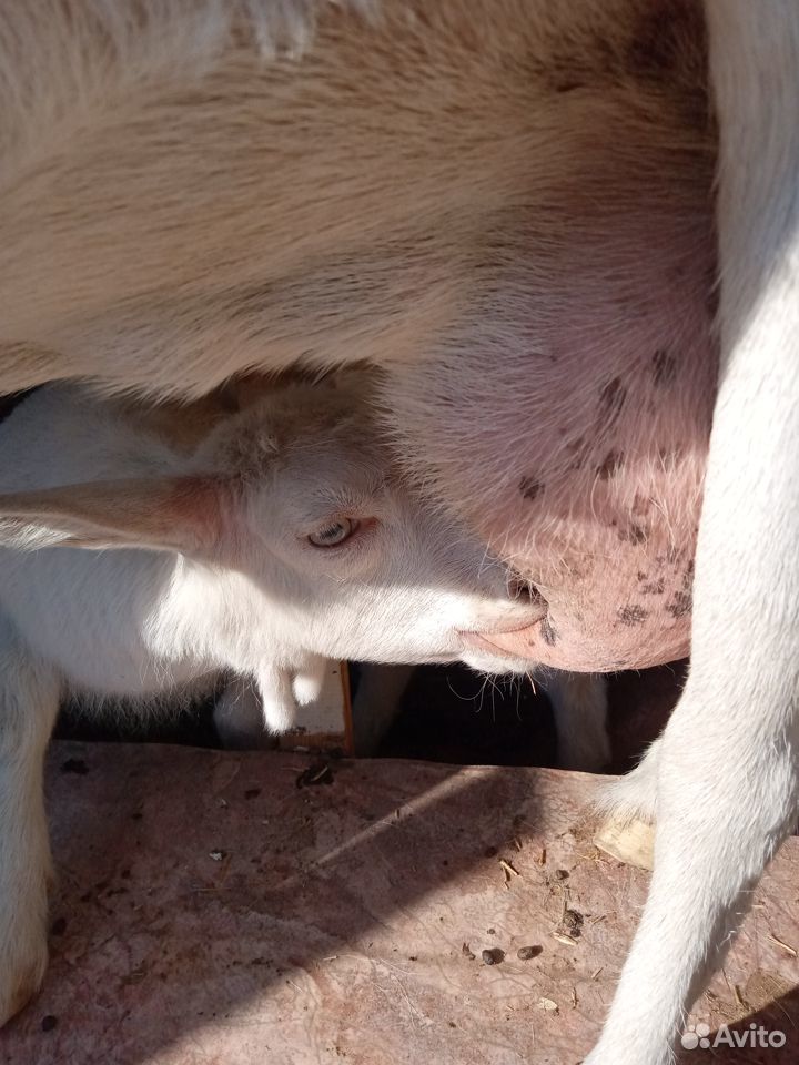 Заанинский козленок