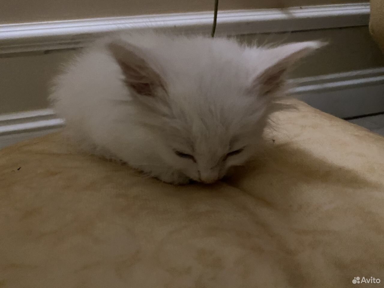 Котёнок, мальчик, 3 недели