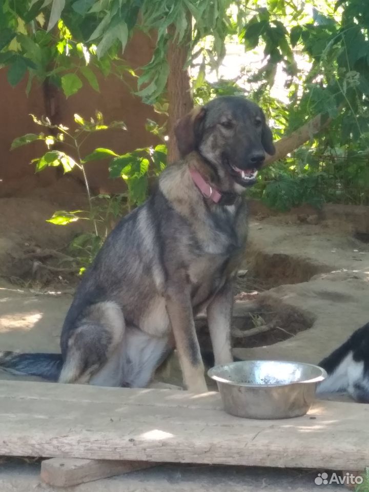 Собака, дворняжка