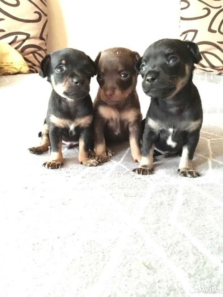 Щеночек Той-терьер