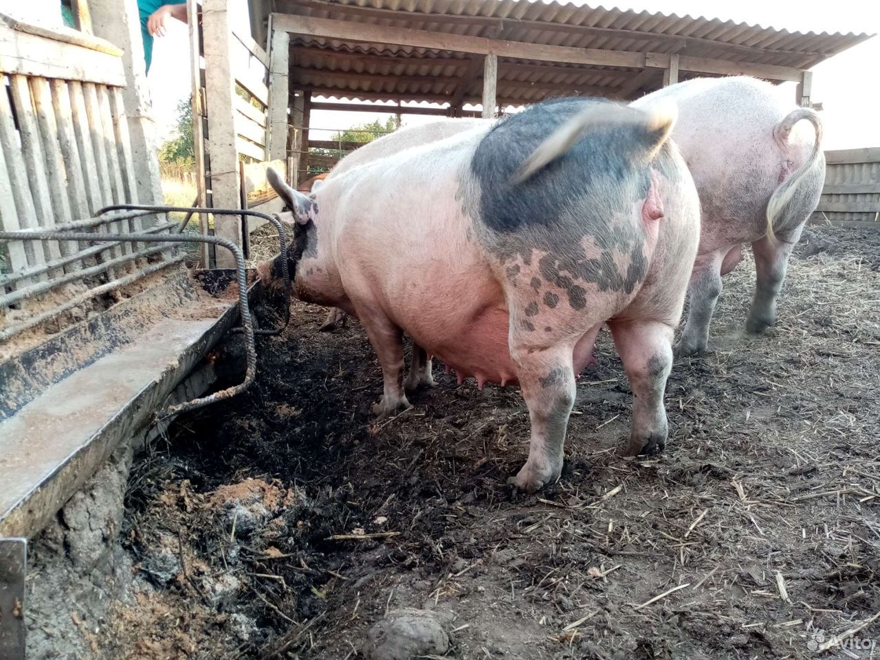 Поросные свиноматки