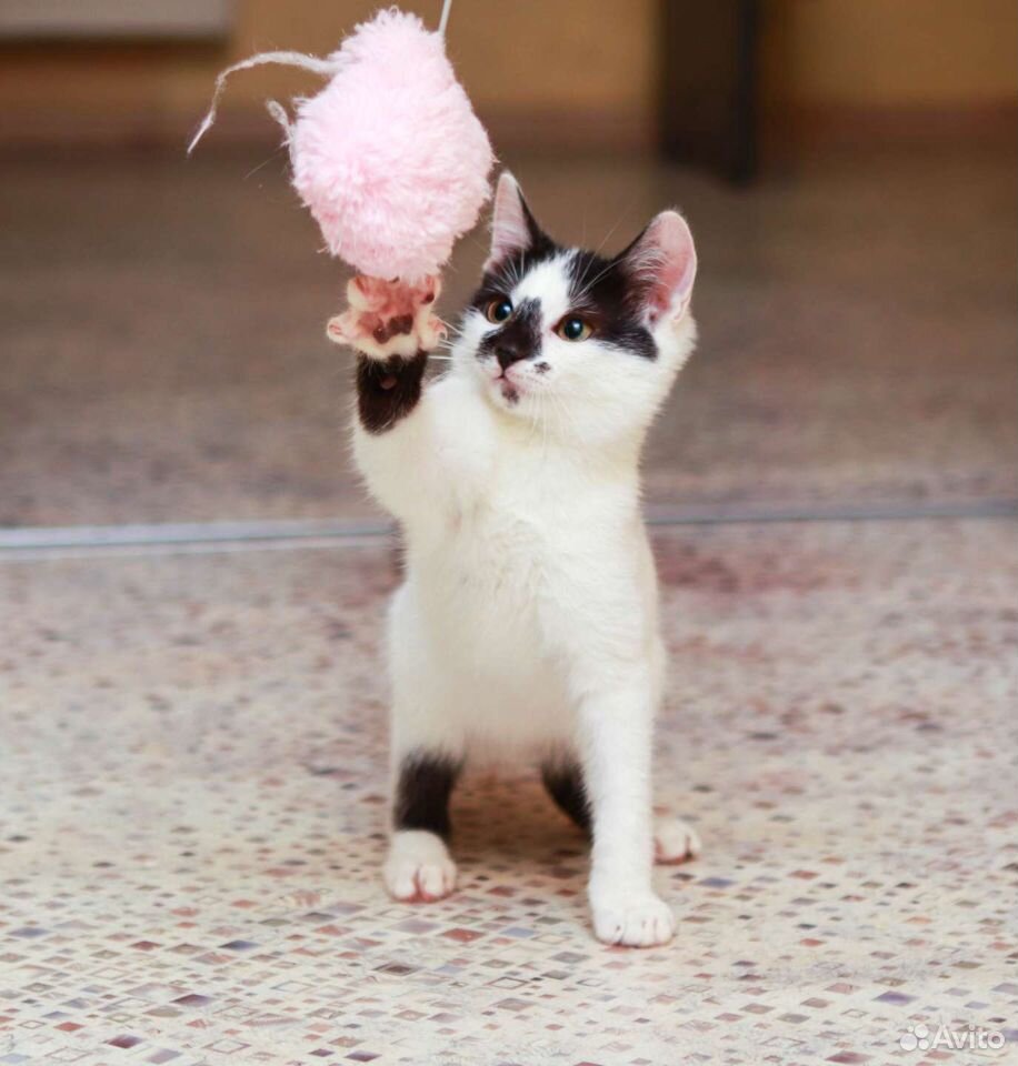 Котенок в дар