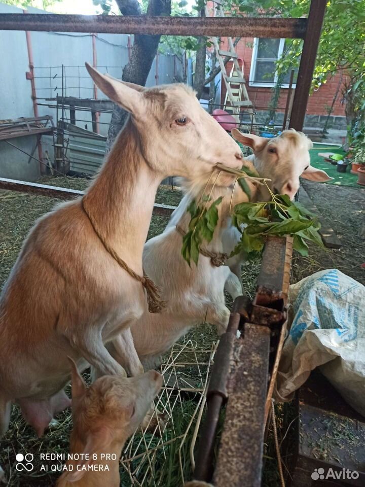 Коза, козачка и козленок