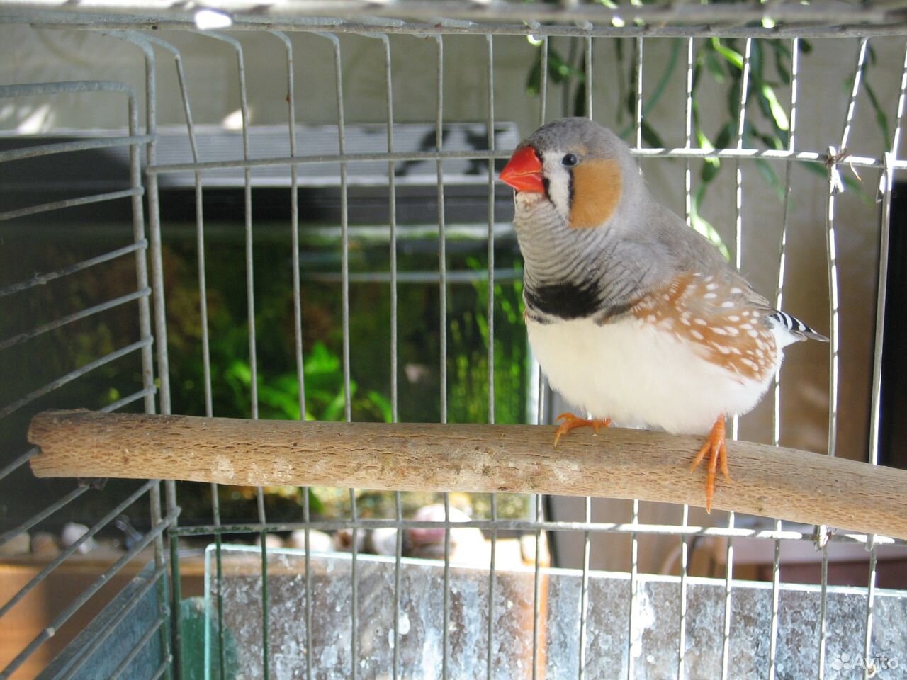 Зебровая амадина