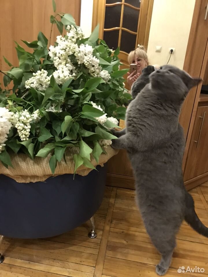Британская голубая кошка