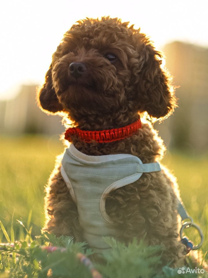 Той-пудель, вязка