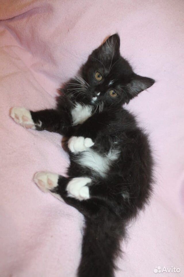 Маркиз Мальчик