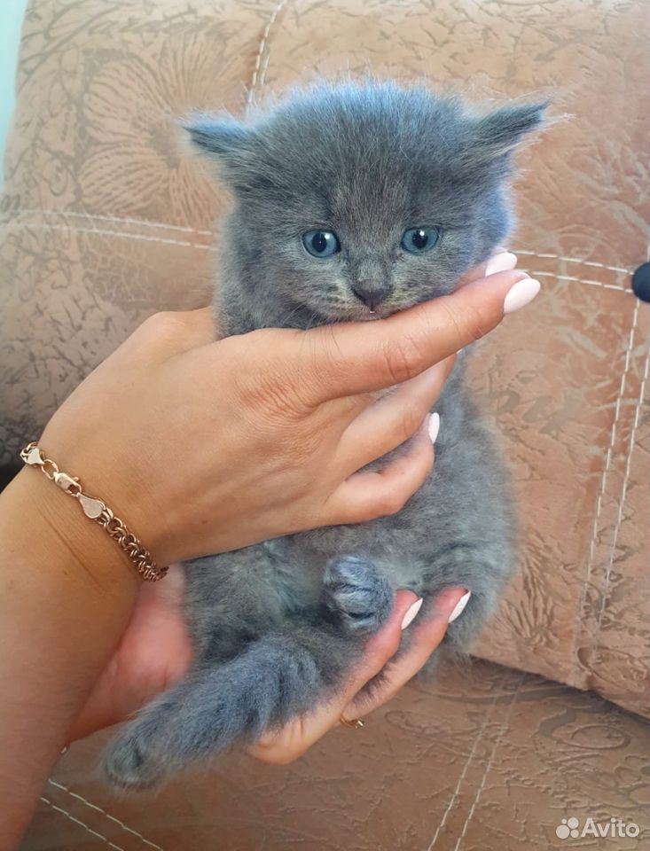 Британские котята