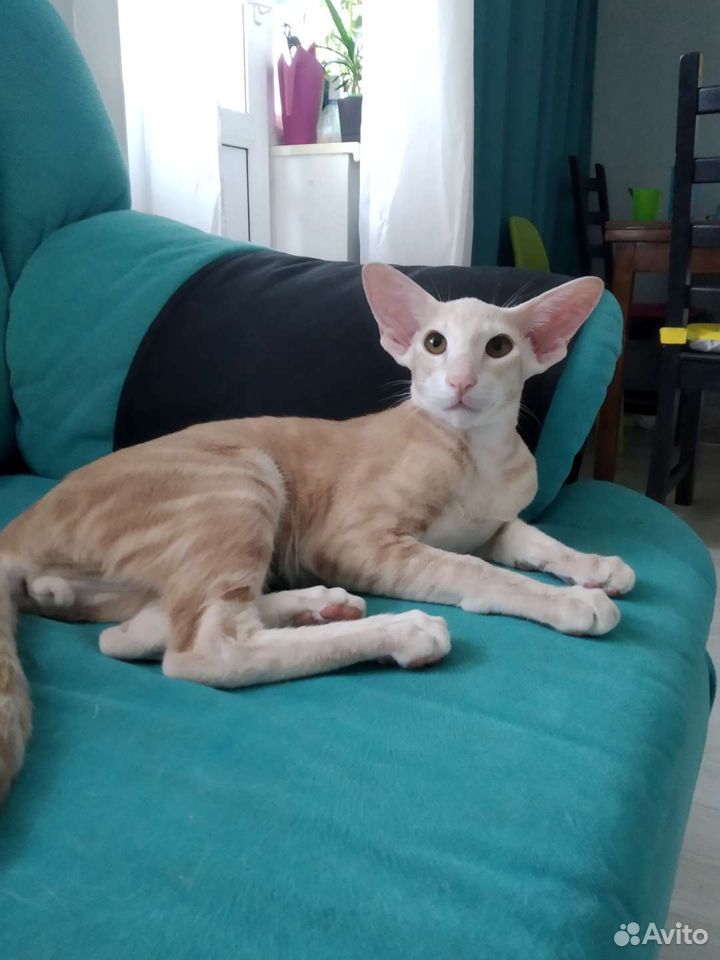 Ориентальный парень