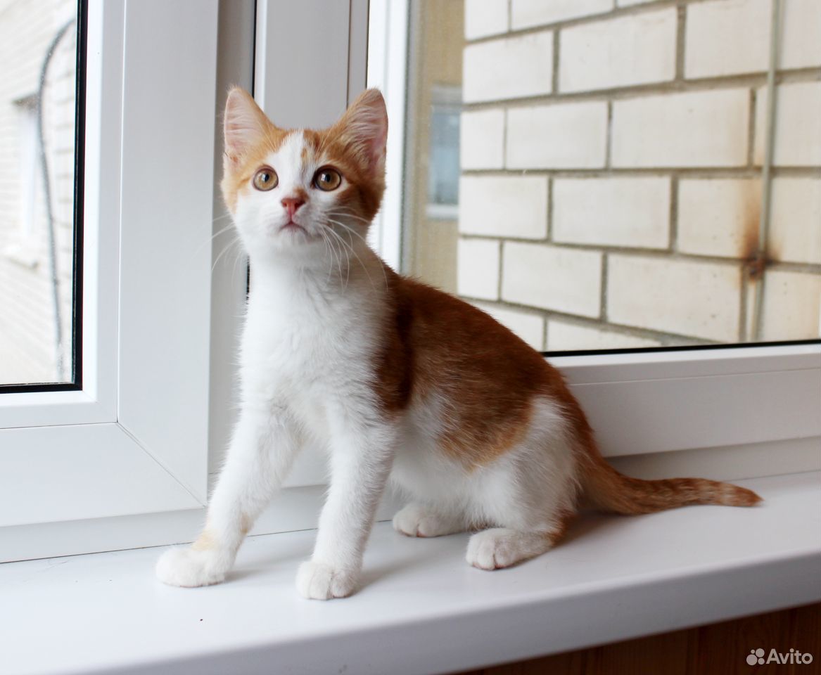 Котенок мальчик Цып ищет дом