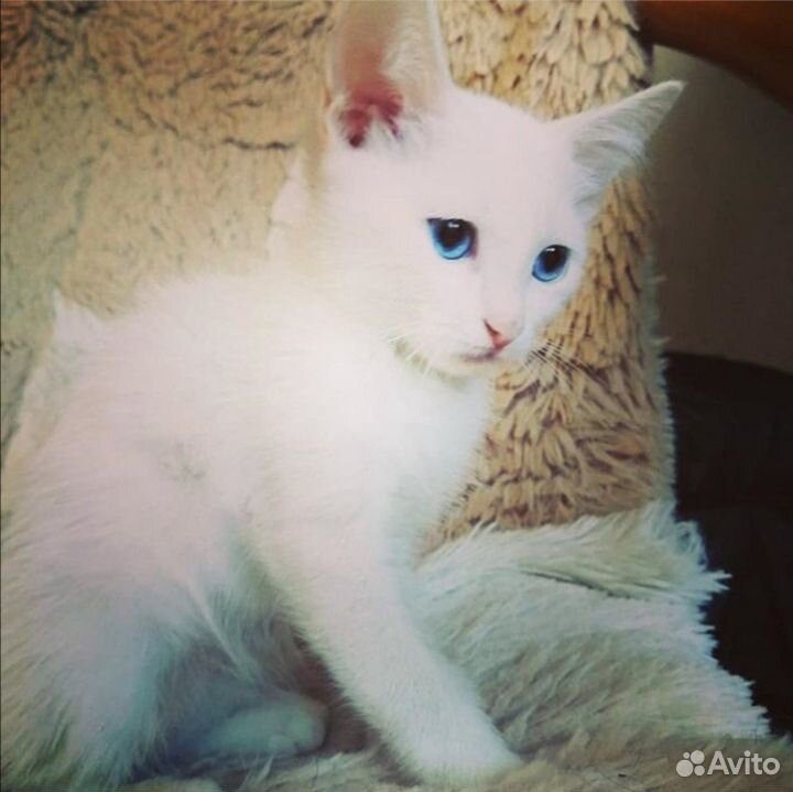 Котятя мальчики