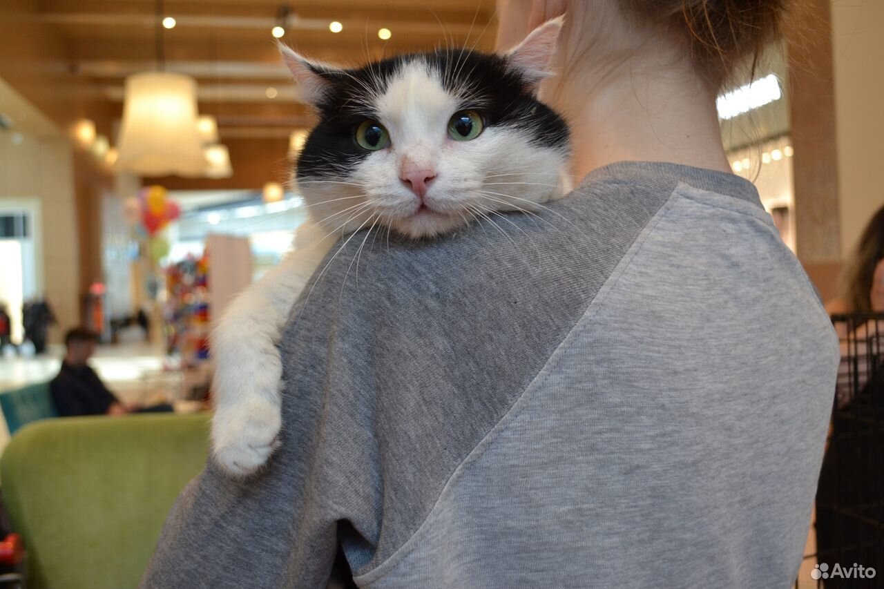 Тимофей-котофей