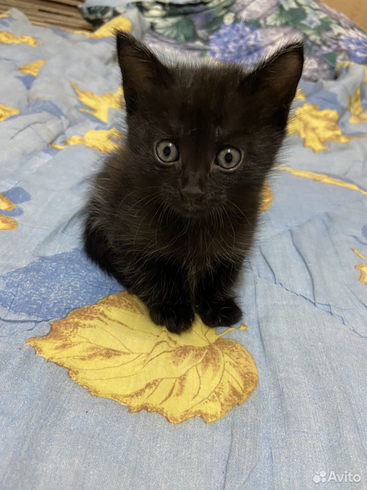 Котёнок