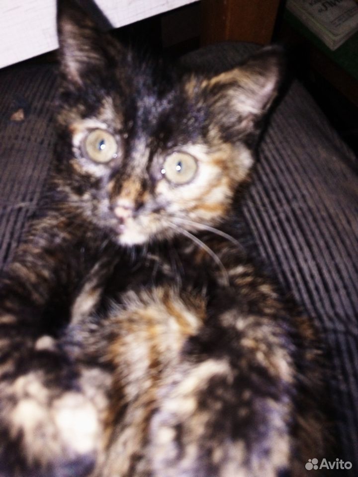 Котёнок