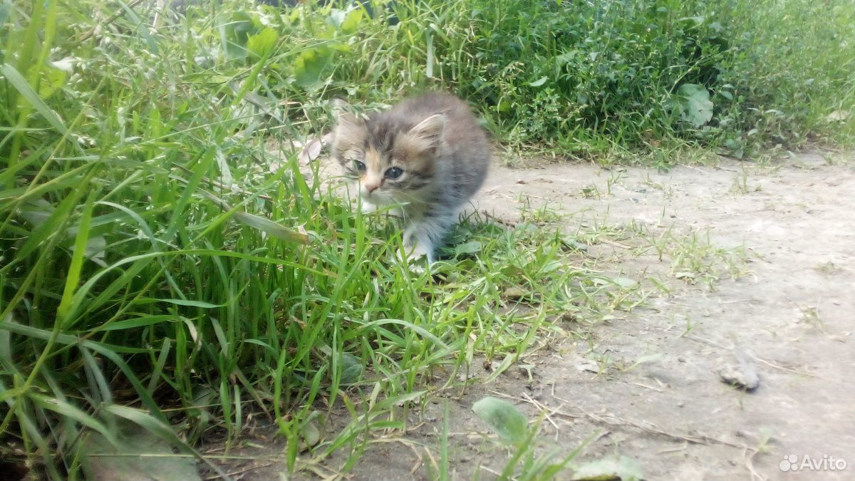 Милые котики 1,5 месяца