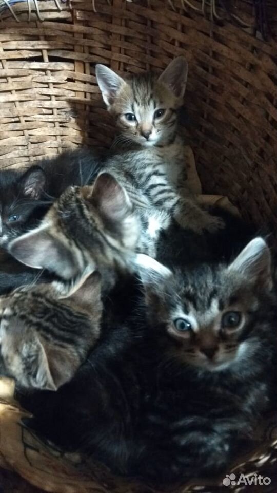 Букет котят