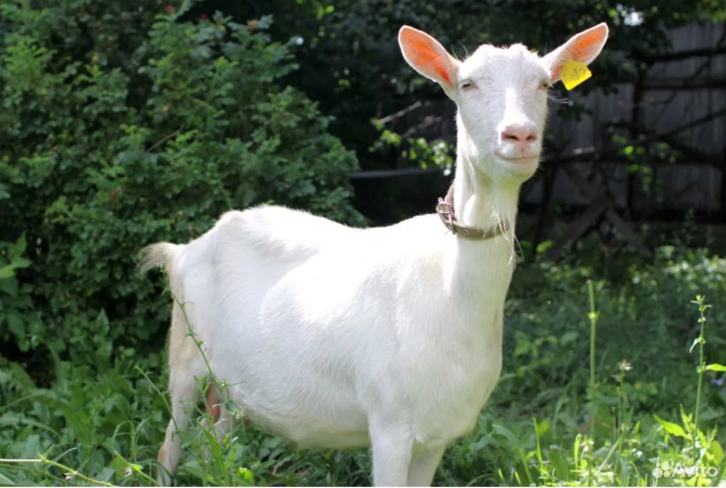 Коза зааненская 1 год