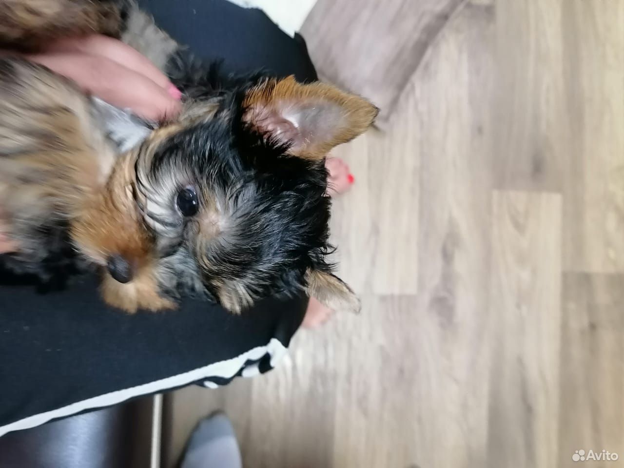 Йоркширский терьер