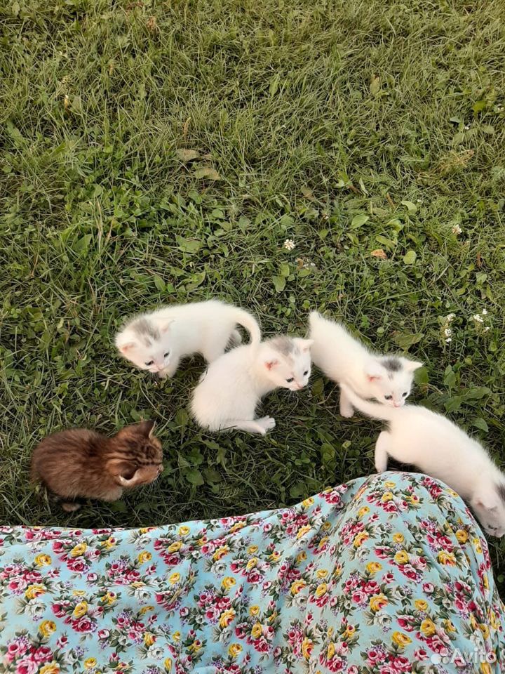 Котята