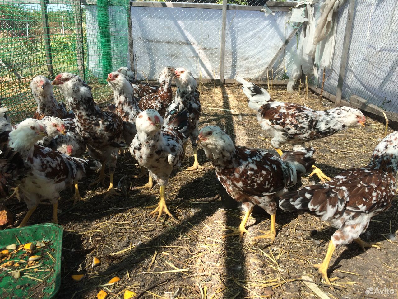 Орловские ситцевые петушки