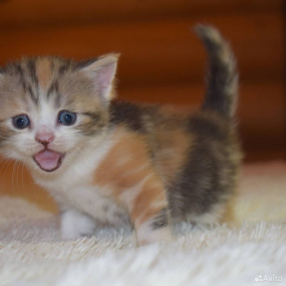 Кошечка хаврошечка