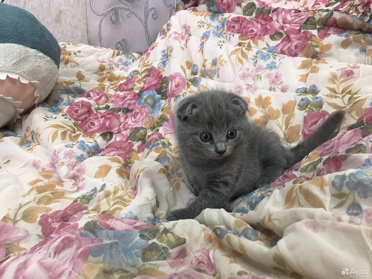 Шотландские вислоухие котята