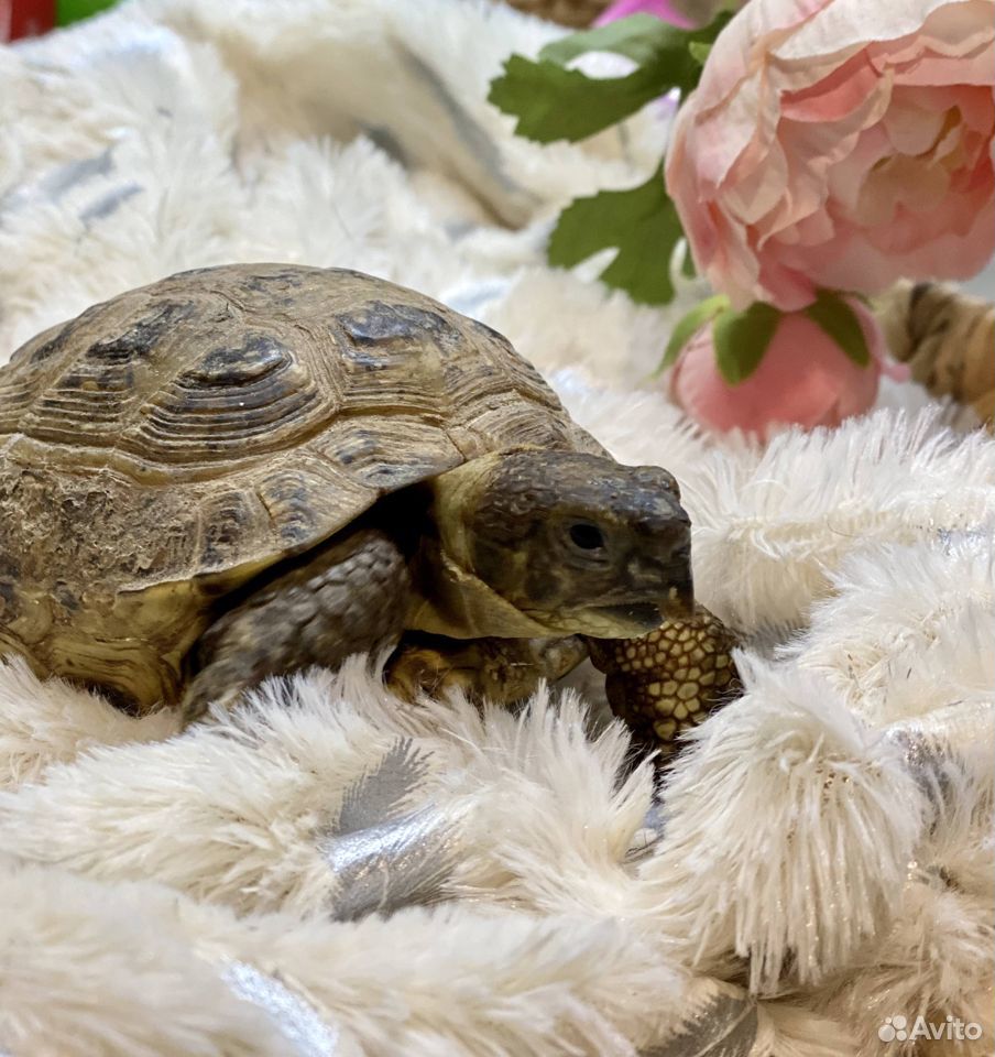 Черепаха в добрые руки