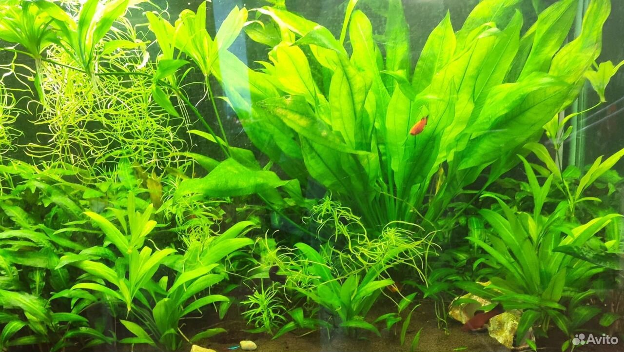 Растения для аквариума