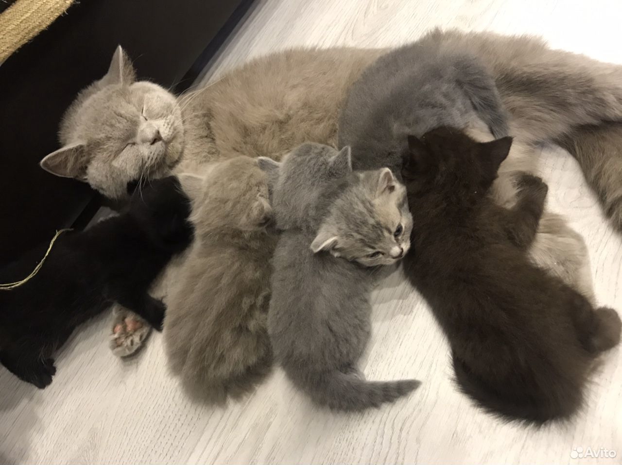 Котята