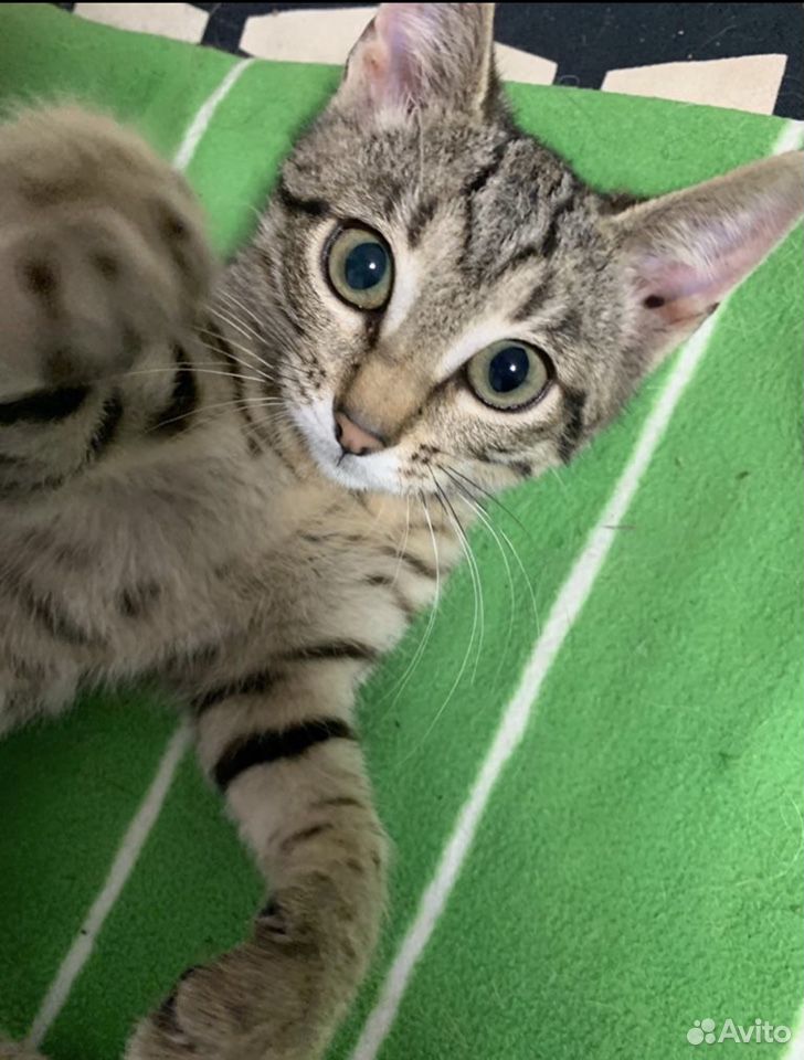 Полосатая малышка котёнок Лили 3,5 месяца в добрые