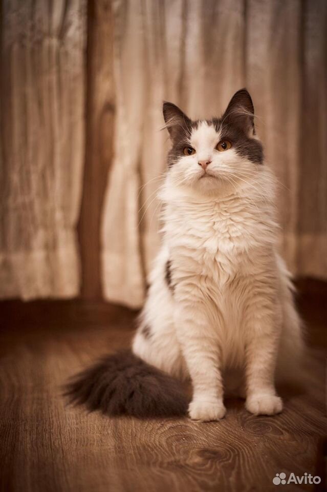 Кошка подросток