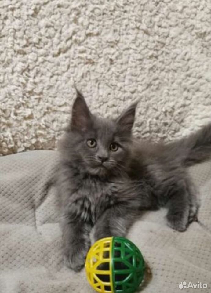 Кунята голубой солид и табби на серебре