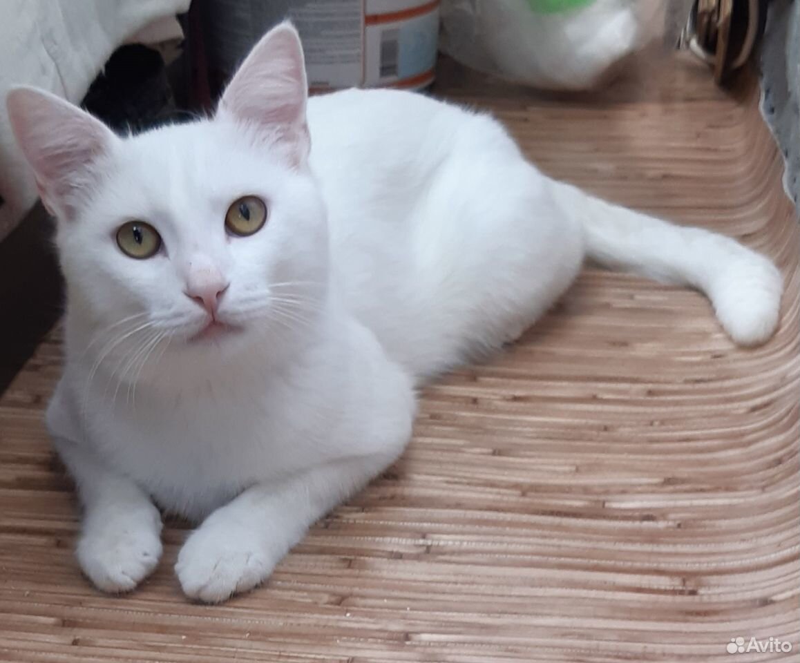 Кот ищет дом