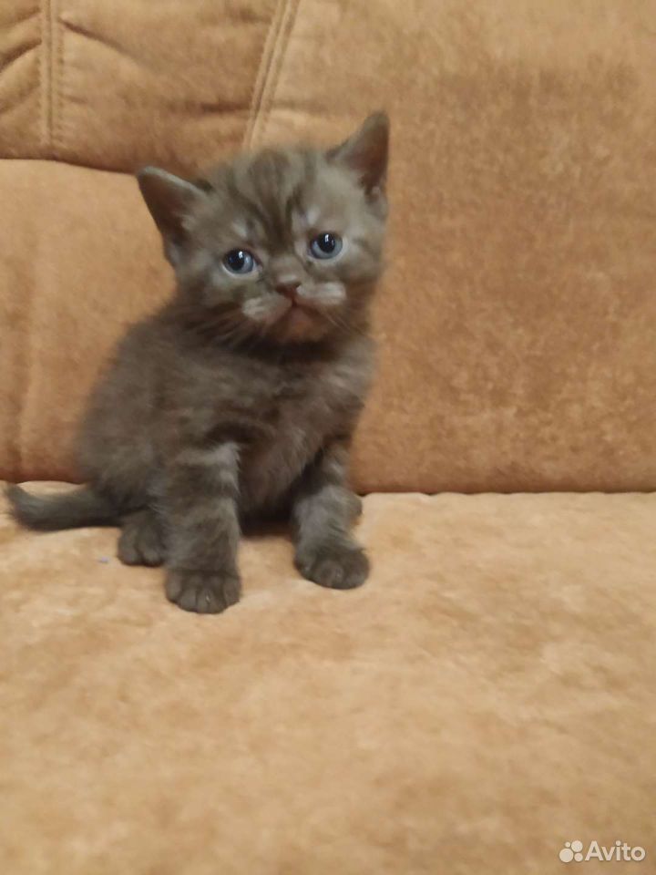Шотландский клубный котенок