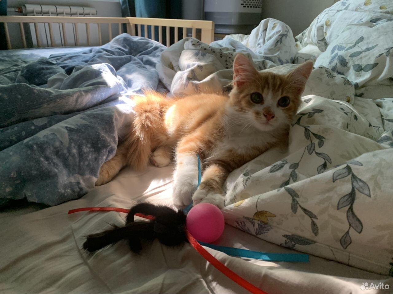 Котёнок метис ангорской