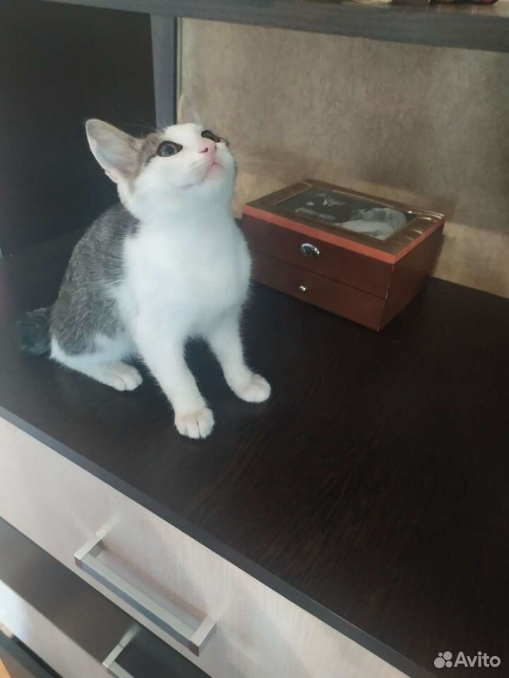 Самостоятельная котовая единица