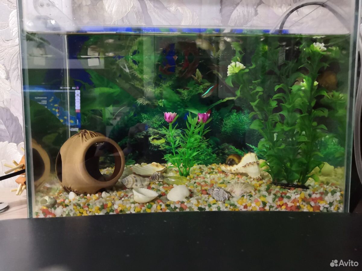 Аквариум с рыбками