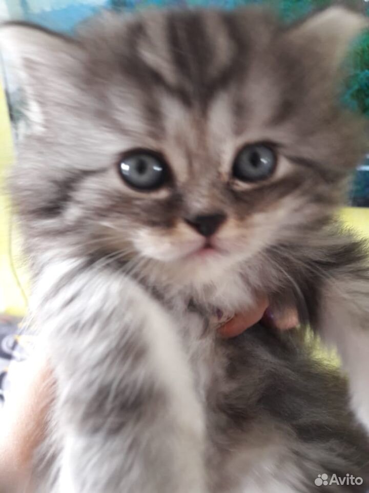 Шотландский котенок